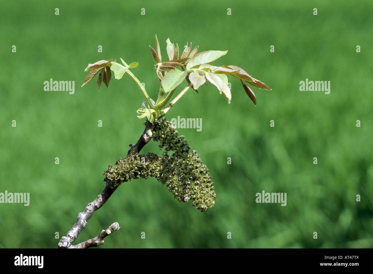 botany, walnut (Juglans), Common walnut (Juglans regia), catkin at ...