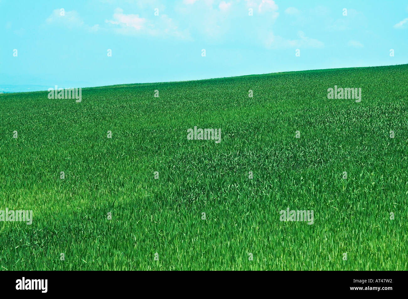 Cereal farm greece hi-res stock photography and images - Alamy