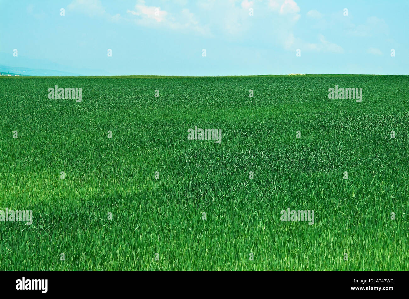 Cereal farm greece hi-res stock photography and images - Alamy
