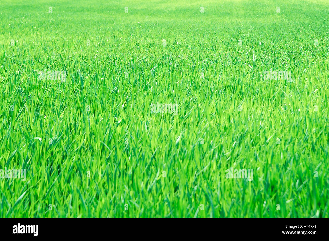 Cereal farm greece hi-res stock photography and images - Alamy