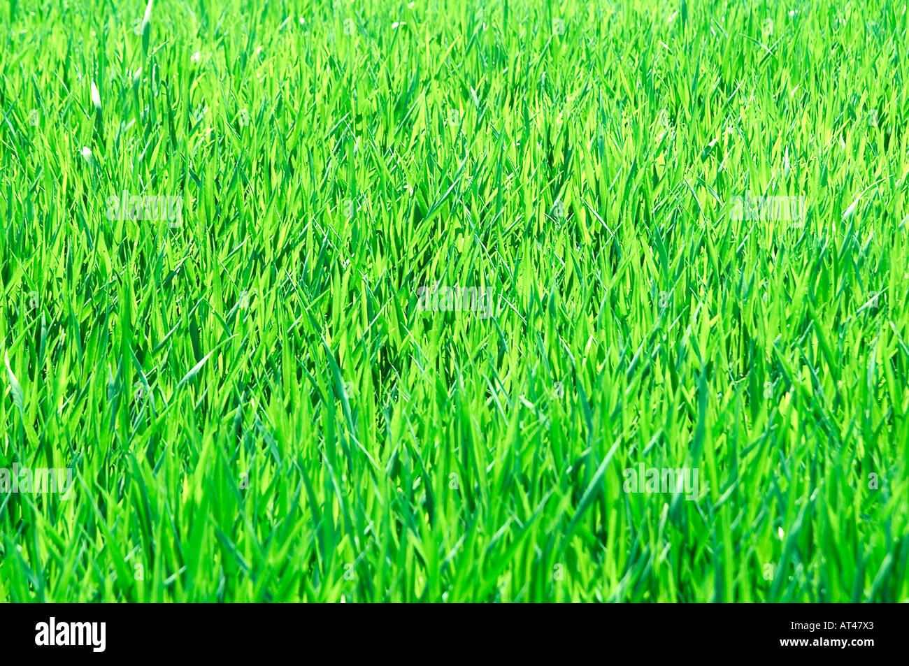Cereal farm greece hi-res stock photography and images - Alamy