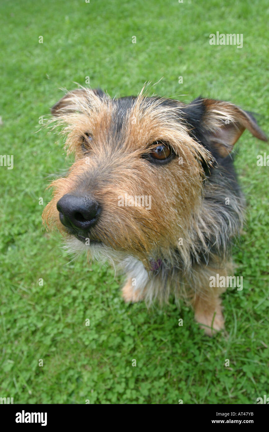 Terrier breeds hi-res stock photography and images - Alamy