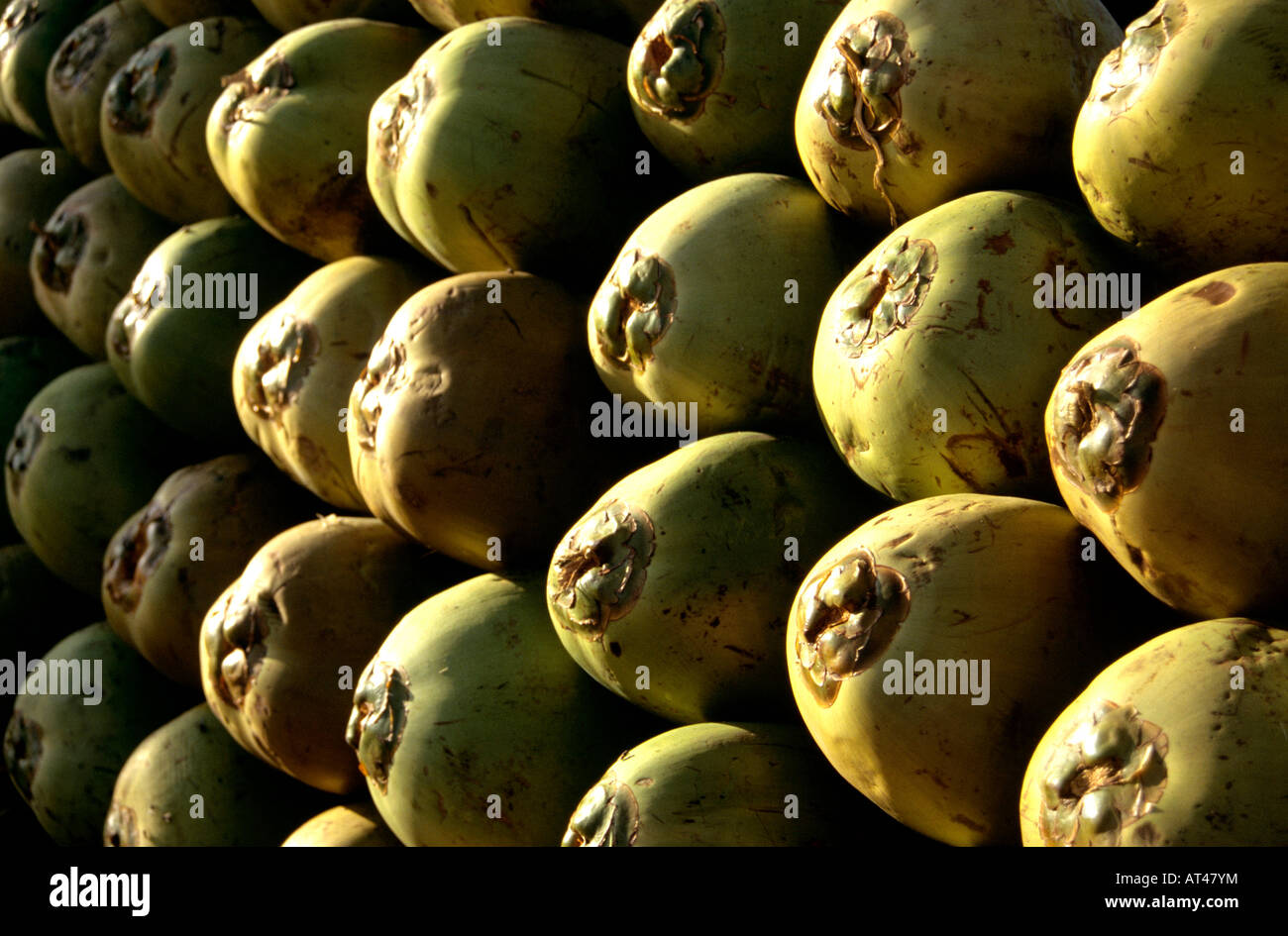 Sun catches coconuts for sale in Indian market Stock Photo - Alamy