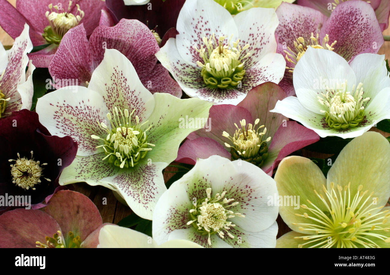 HELLEBORUS X HYBRIDUS FLOWERS Stock Photo - Alamy