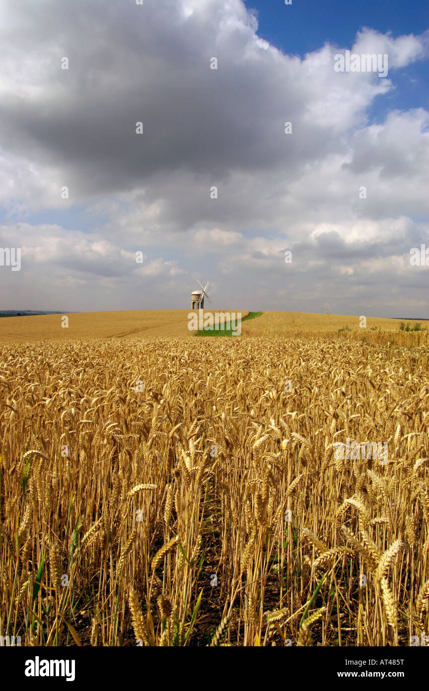 Wheatfield at Chesterton Windmill Stock Photo - Alamy