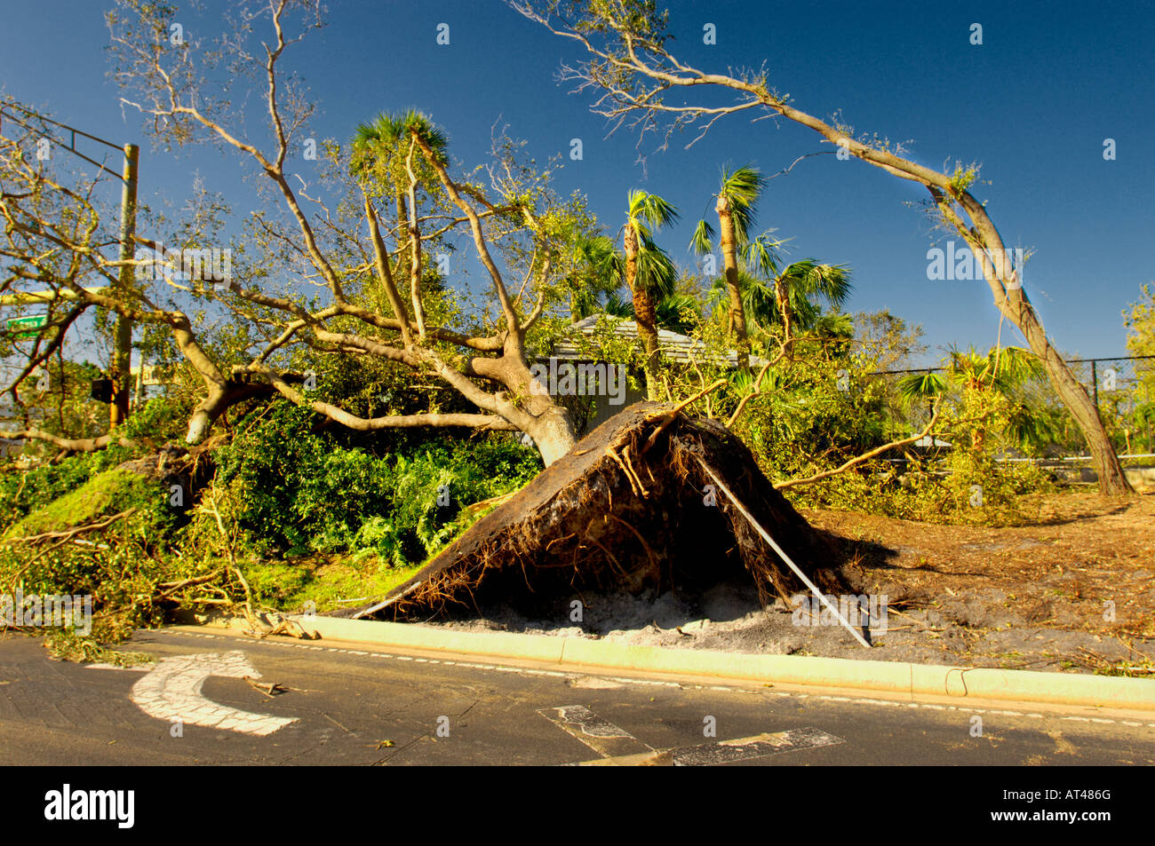 Hurricane florida damage beach palm hi-res stock photography and images ...
