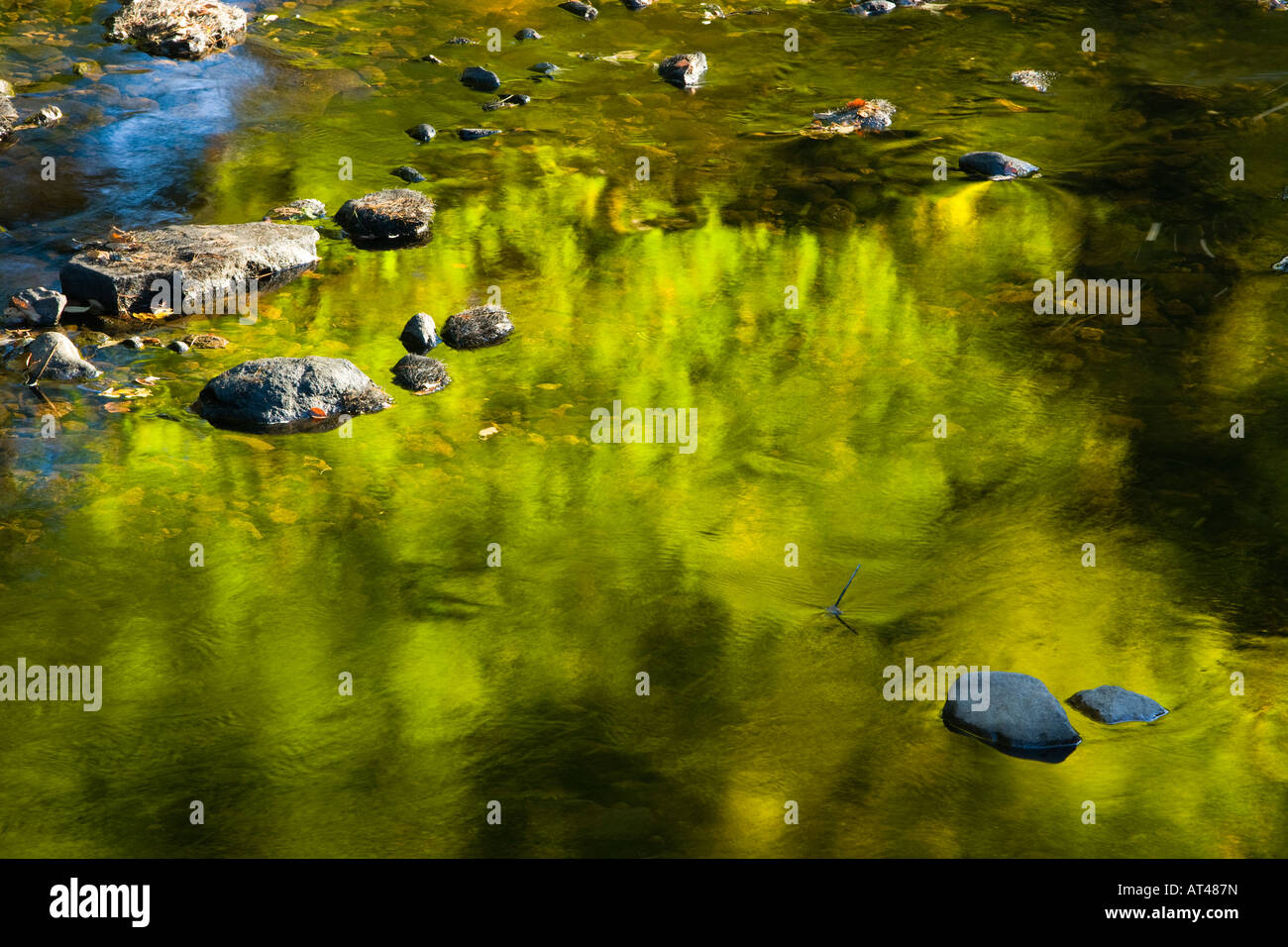 Tree reflections in the Isinglass River in Barrington, New Hampshire ...