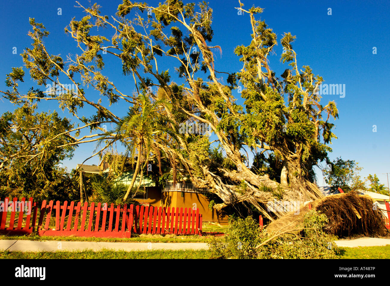 Florida Hurricane Storm and Winds with Blown over tree on a street near ...