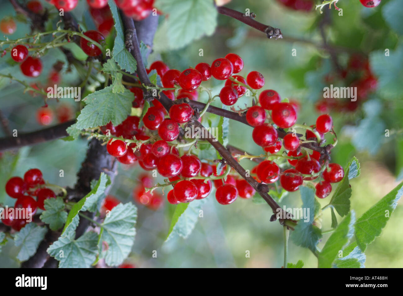 Red currant (Ribes rubrum Stock Photo - Alamy