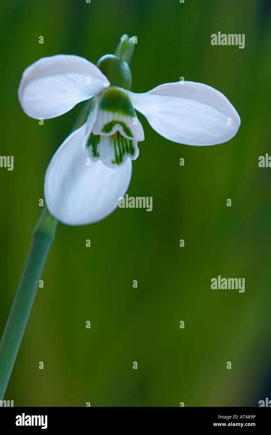 Back lit snowdrop hi-res stock photography and images - Alamy