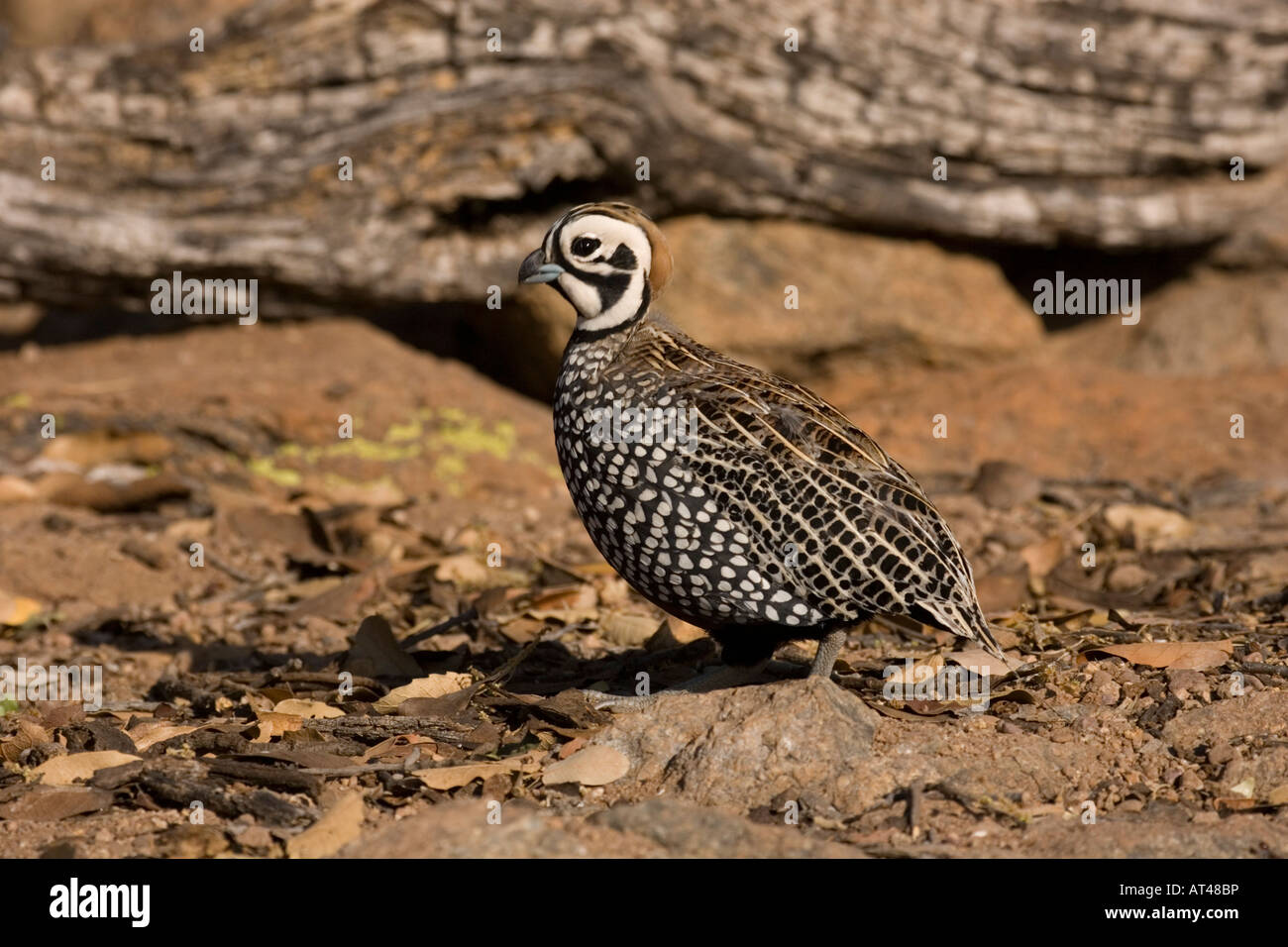 Montezuma Quail male, Cyrtonyx montezumae Stock Photo - Alamy