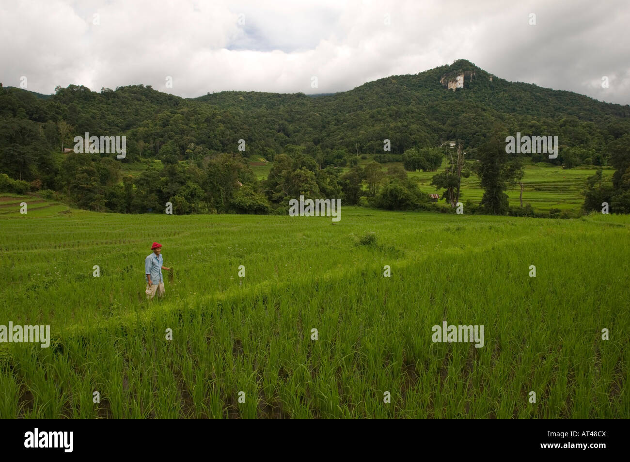 Rice Paddies near a Karen hilltribe village Doi Inthanon National Park ...