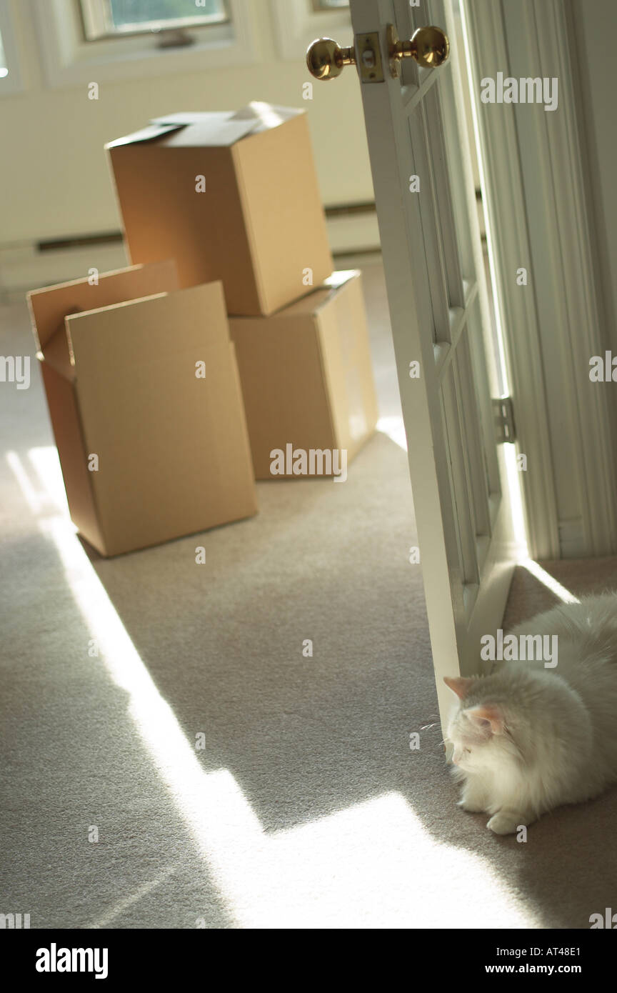 Moving boxes cat hi-res stock photography and images - Alamy