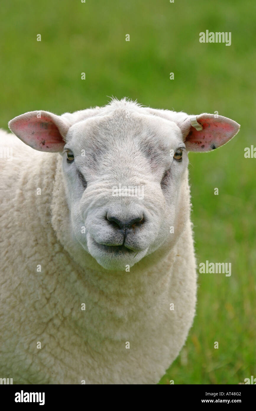 sheep oxfordshire england Stock Photo - Alamy