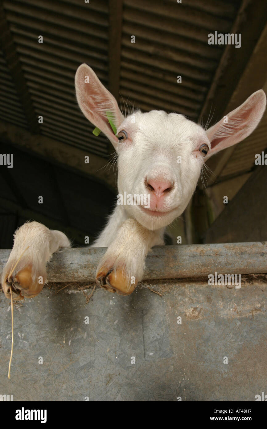 happy farm goat Stock Photo - Alamy