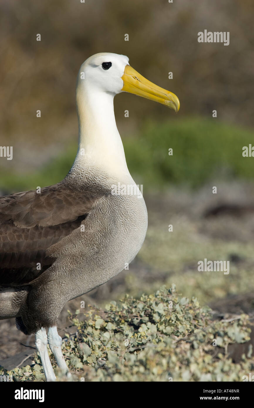 Albatross side on hi-res stock photography and images - Alamy
