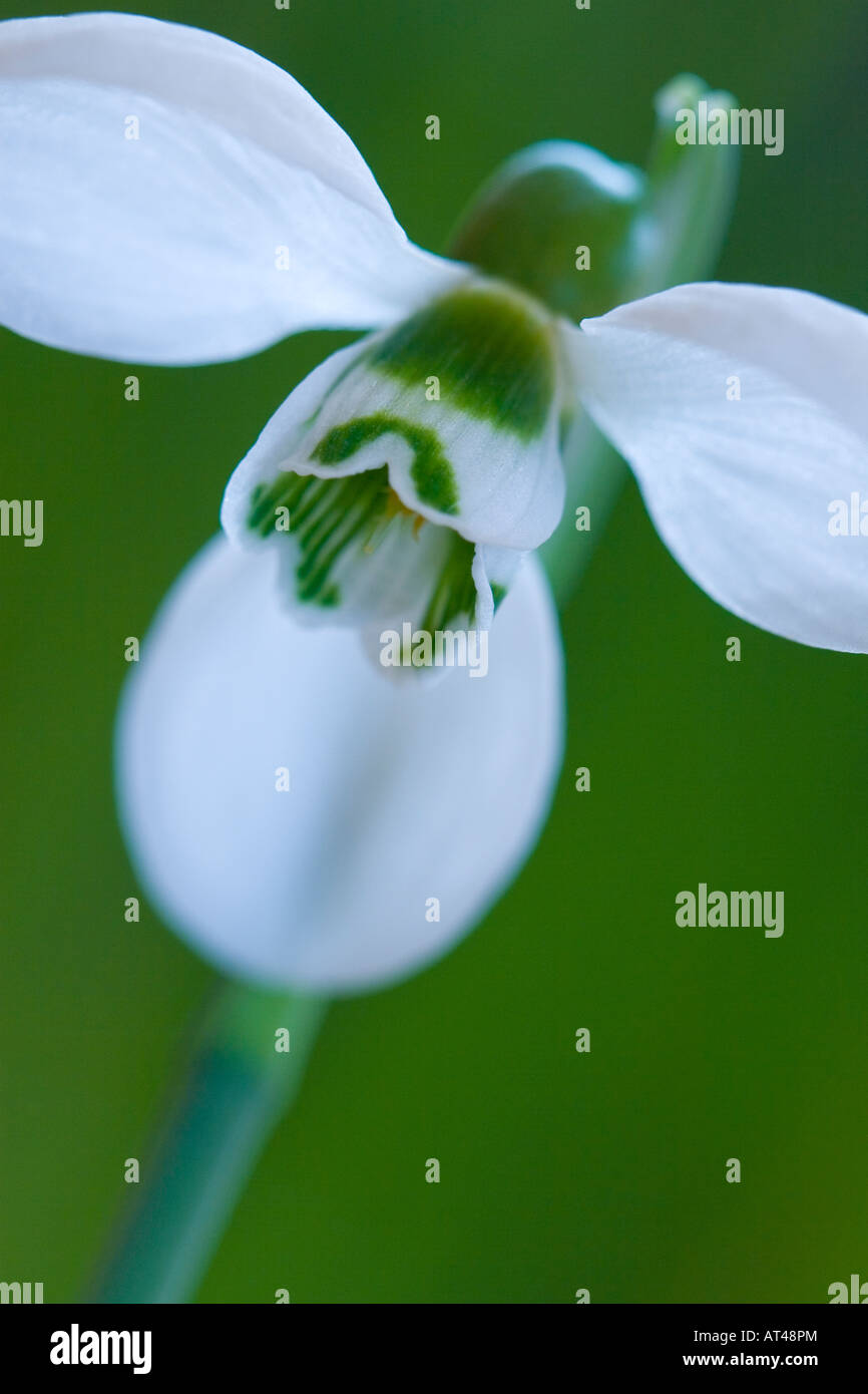 Back lit snowdrop hi-res stock photography and images - Alamy