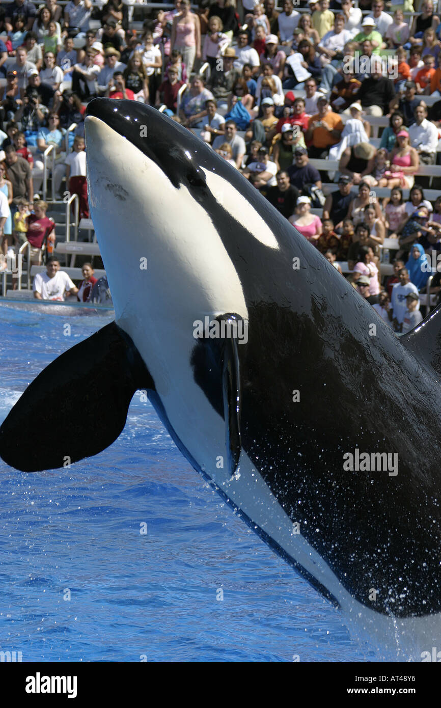 Killer whale display hi-res stock photography and images - Alamy