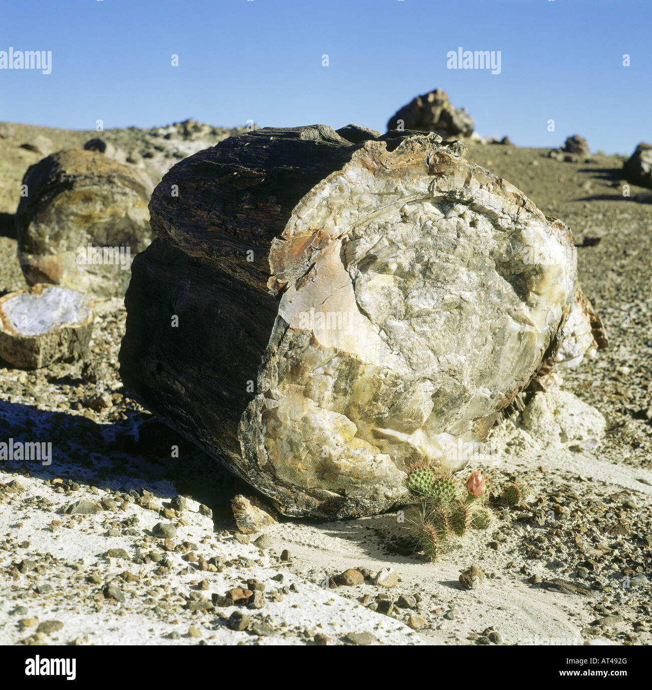 Petrifaction hi-res stock photography and images - Alamy