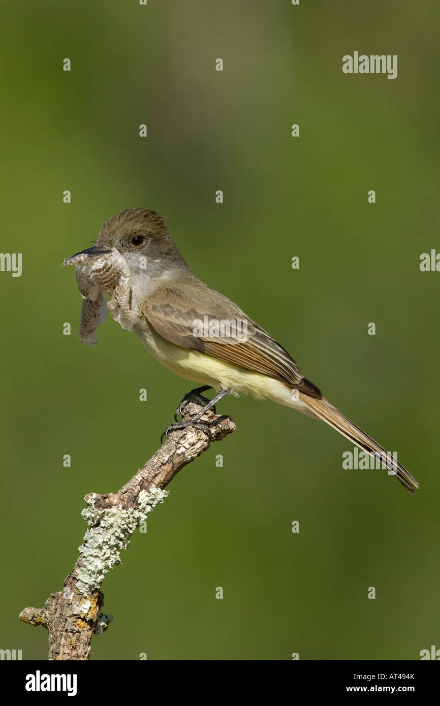 Dusky-capped Flycatcher, Myiarchus tuberculifer, perched on lichen ...
