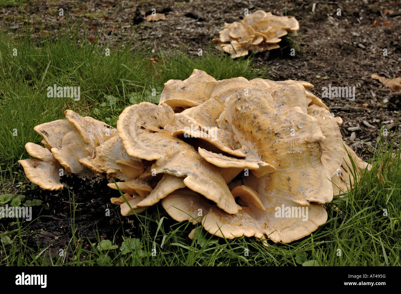 Poule des bois hi-res stock photography and images - Alamy
