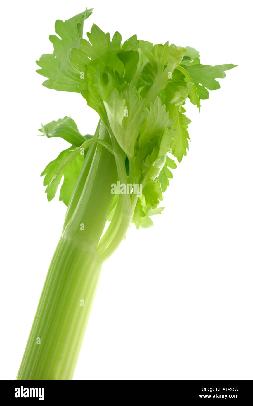 Celery top Cut Out Stock Images & Pictures - Alamy