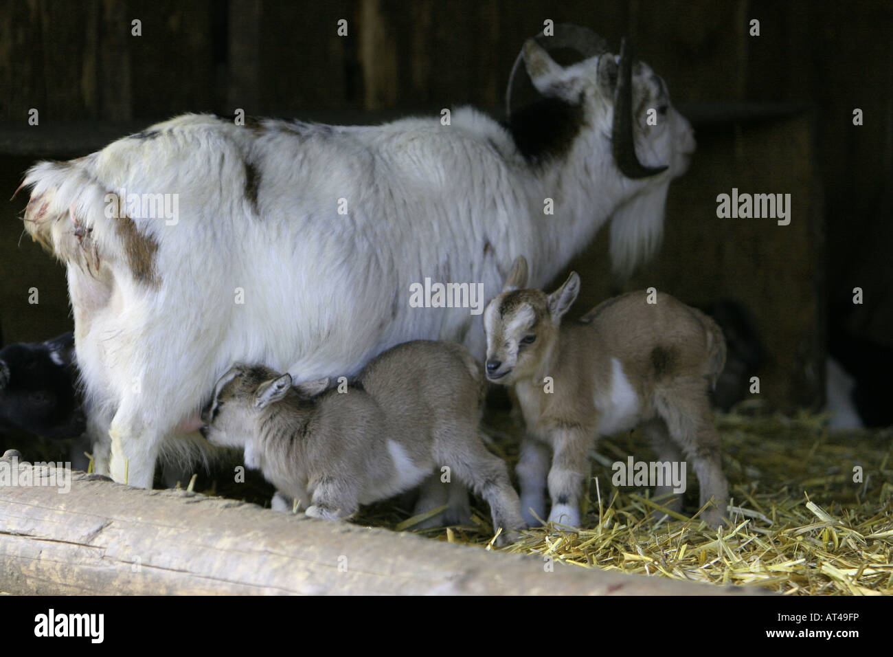 Little goats jumping and playing Stock Photo - Alamy