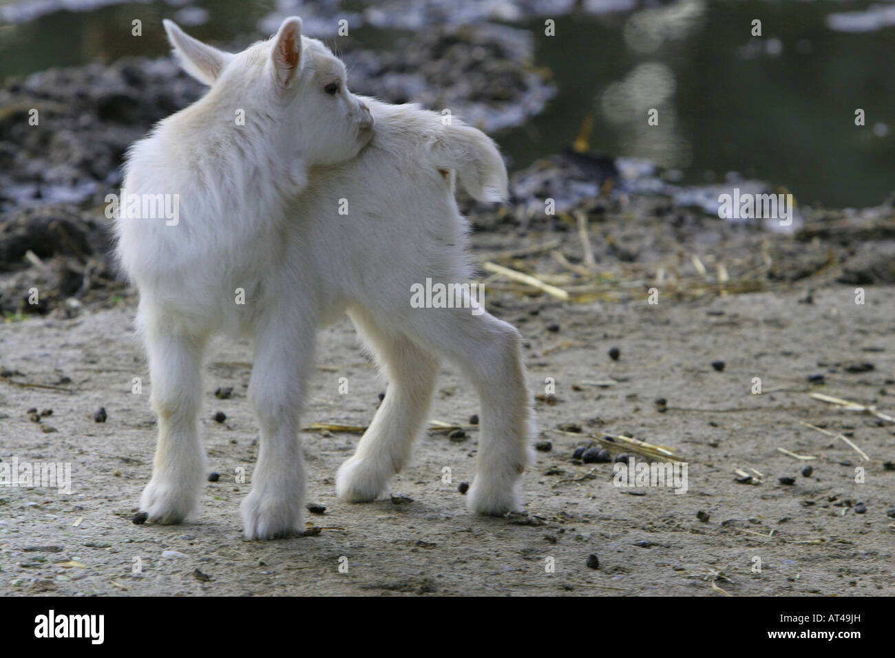 Little goats jumping and playing Stock Photo - Alamy