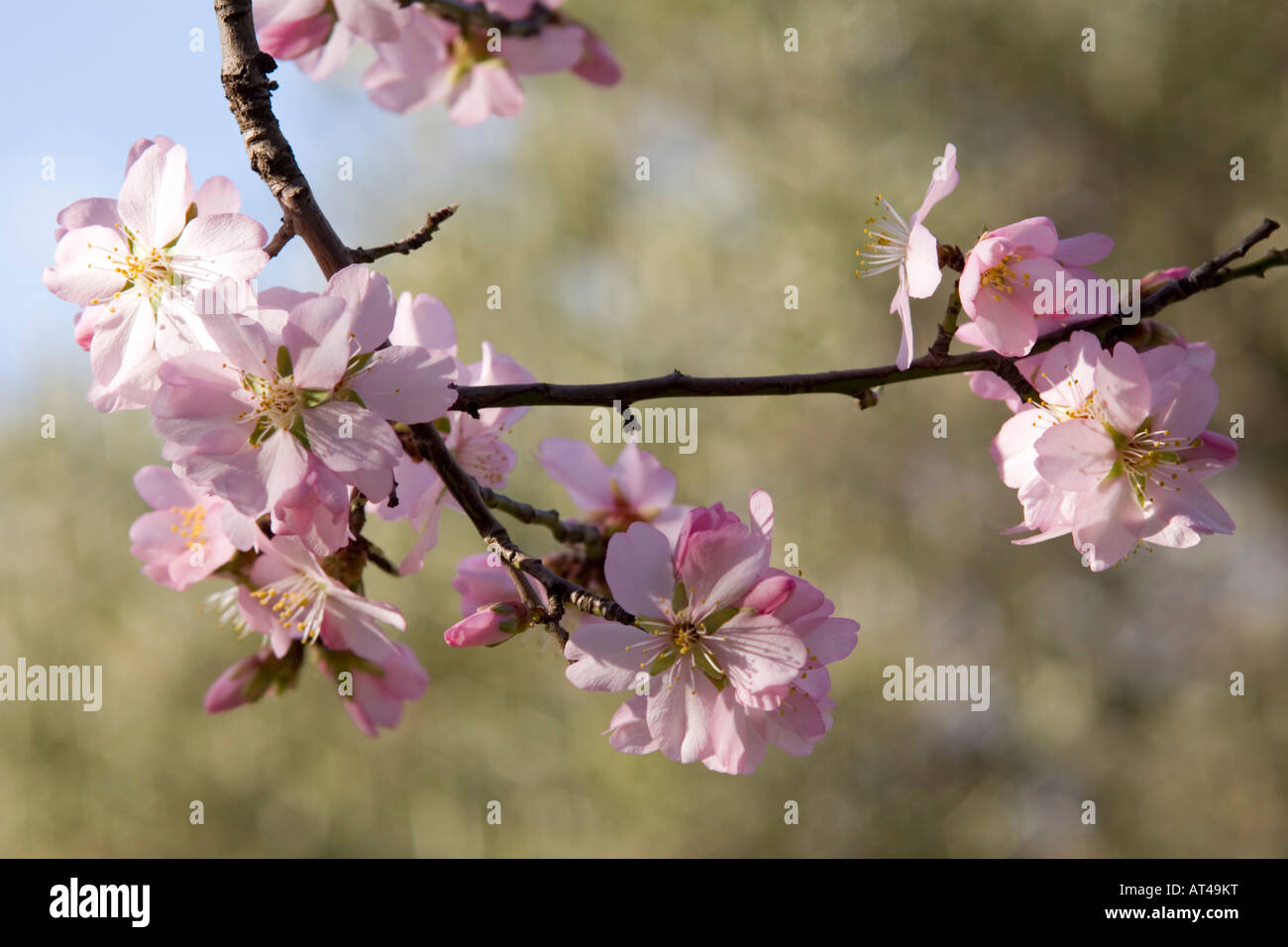 almond tree flowers Stock Photo - Alamy