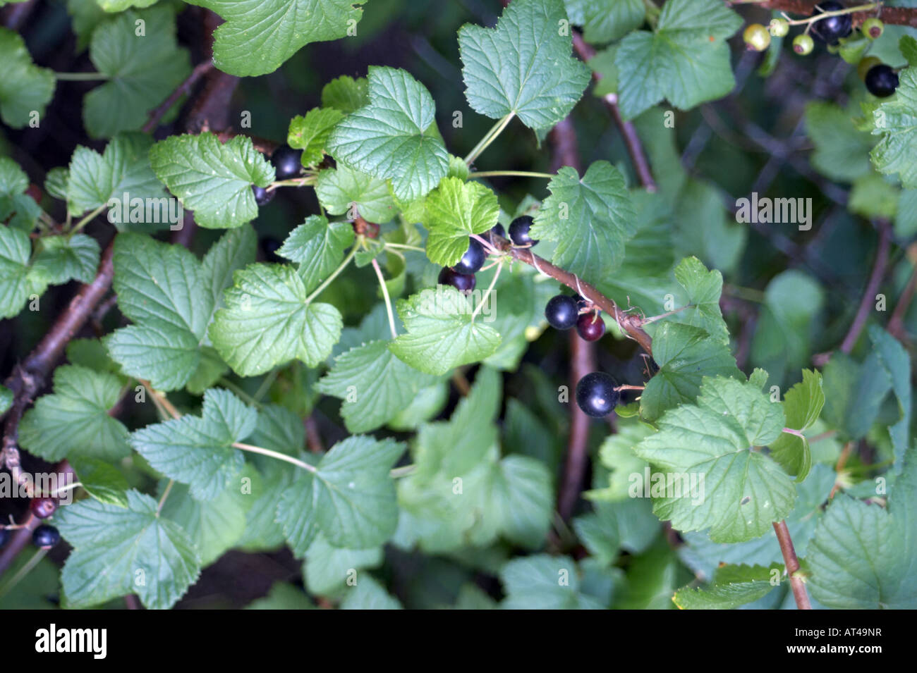 Blackcurrant (Ribes nigrum Stock Photo - Alamy