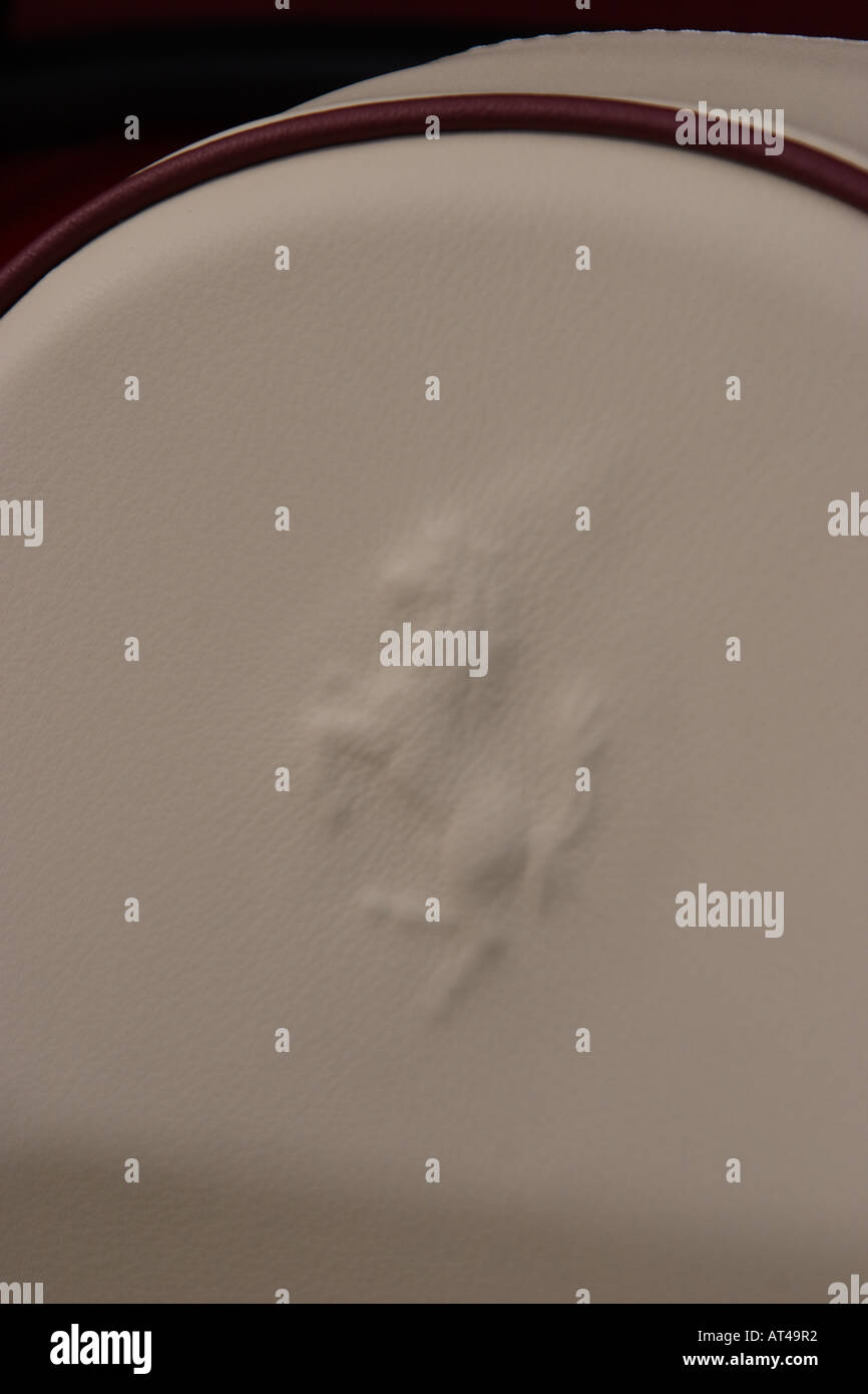 Embossed seat headrest of a Ferrari F430 Stock Photo - Alamy