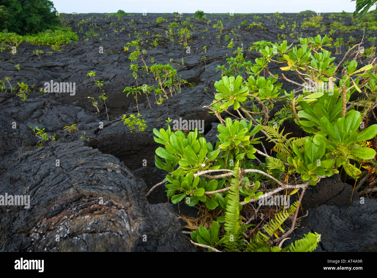Lavafield of Saleaula MAUGA SAMOA Lava Field Savaii Western Samoa ...