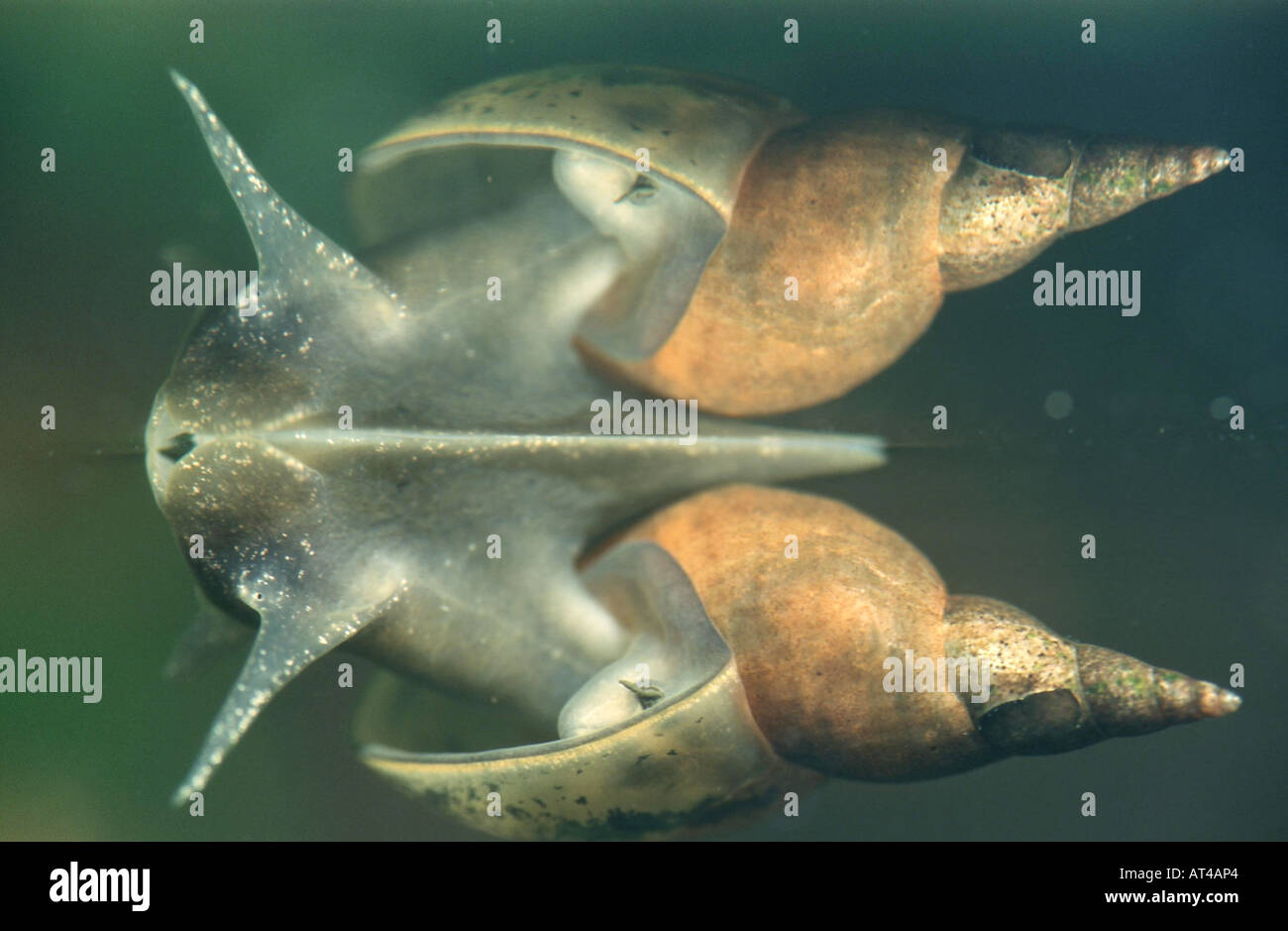 great pondsnail, swamp lymnaea (Lymnaea stagnalis), mirror image Stock ...