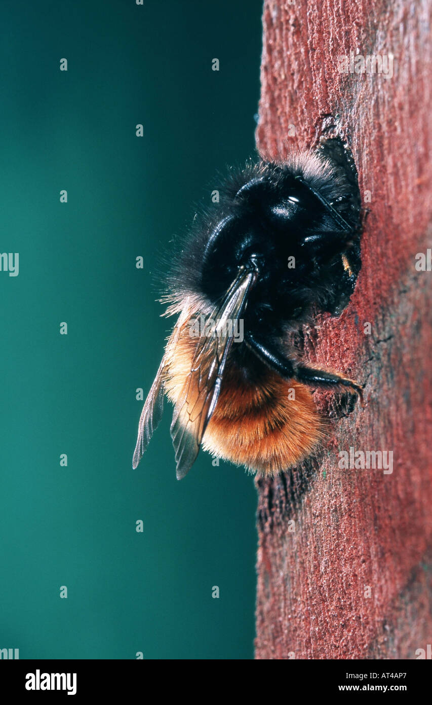 red mason bee (Osmia rufa), Belgium, Belsele Stock Photo - Alamy