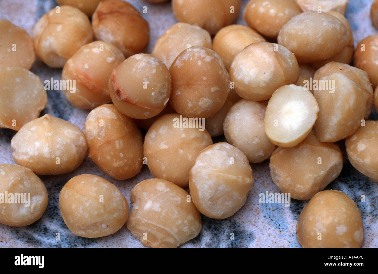 macadamia (Macadamia integrifolia), mature fruits Stock Photo - Alamy