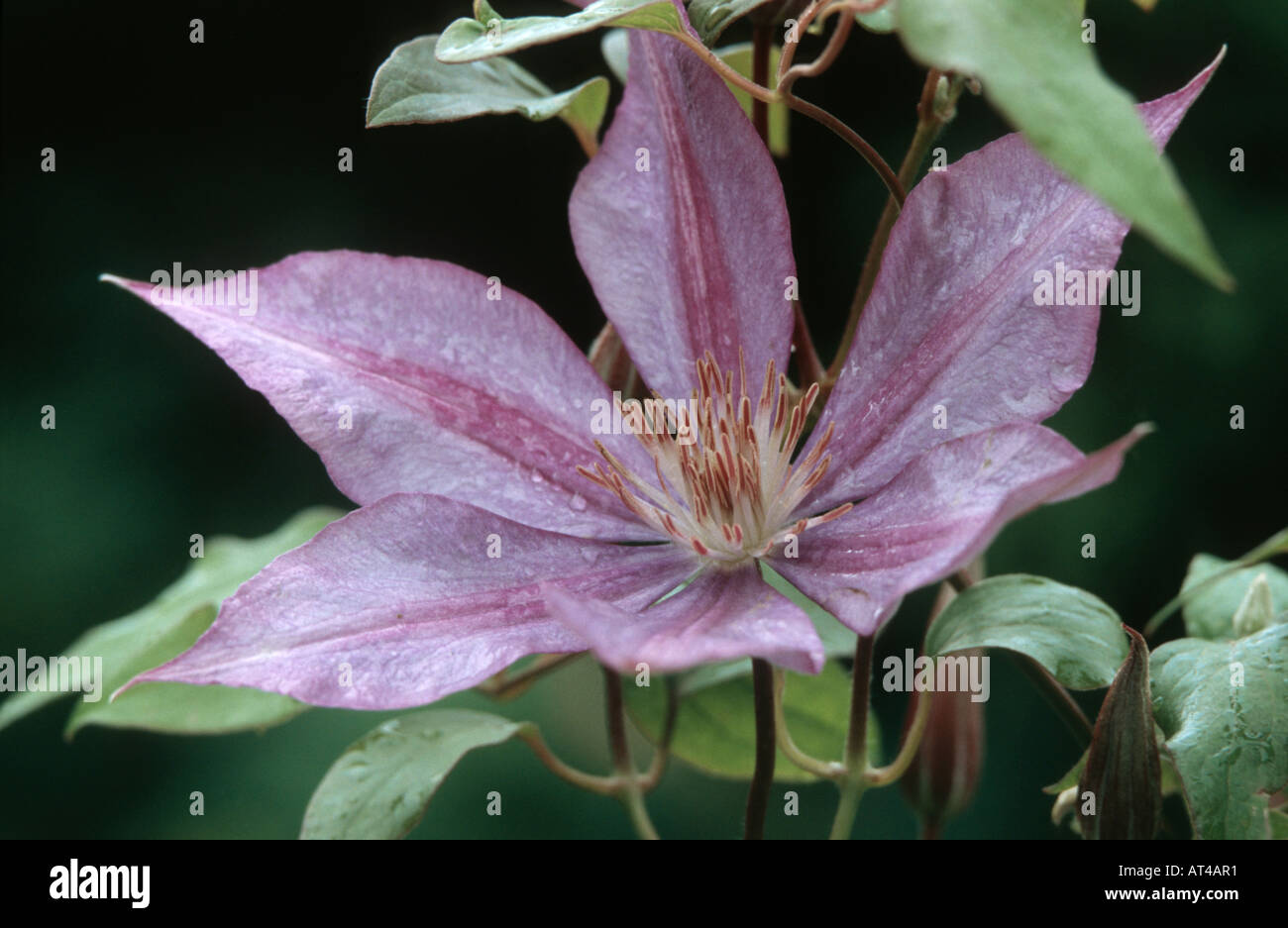 clematis, virgins-bower (Clematis spec.), cv. Dorothy Walton Stock ...