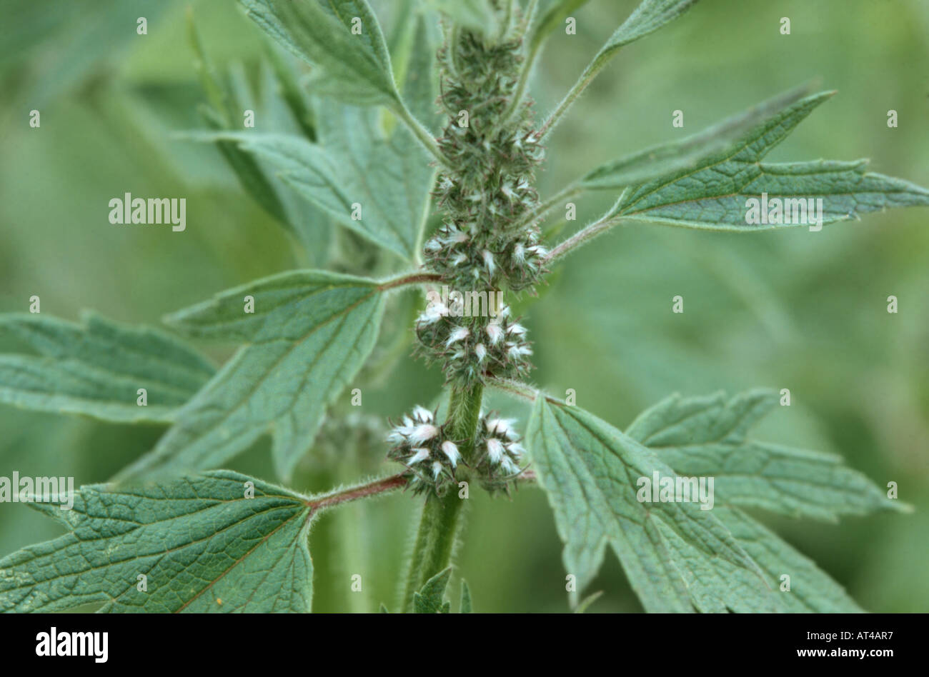 common motherwort (Leonurus cardiaca), blooming Stock Photo - Alamy