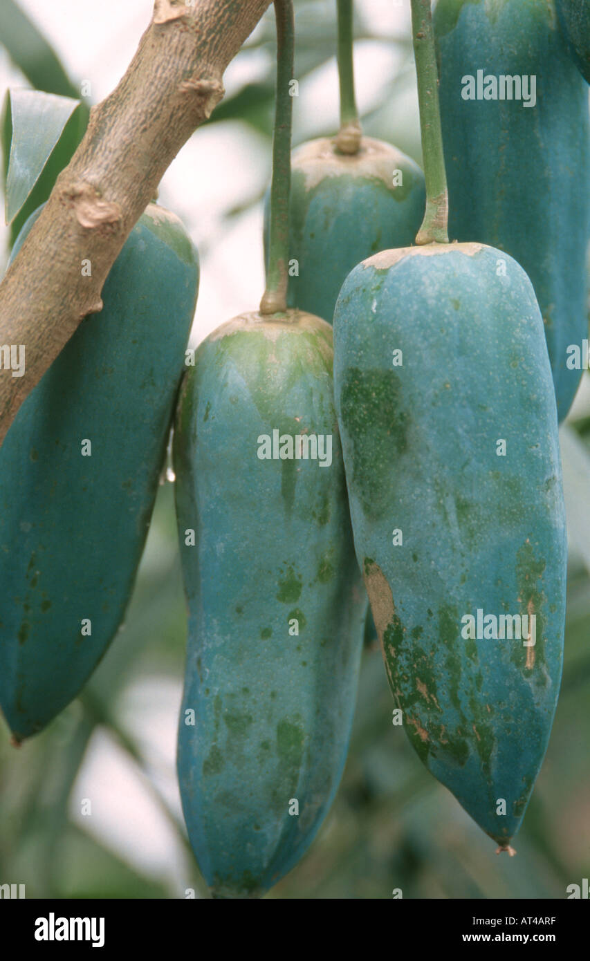 Babco, Mountain Papaya (Carica pentagona), fruits Stock Photo - Alamy