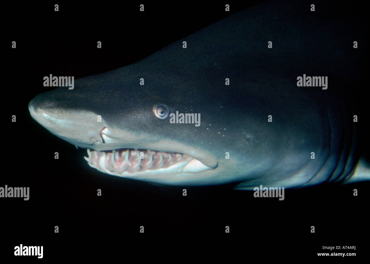 Grey Reef Shark Teeth