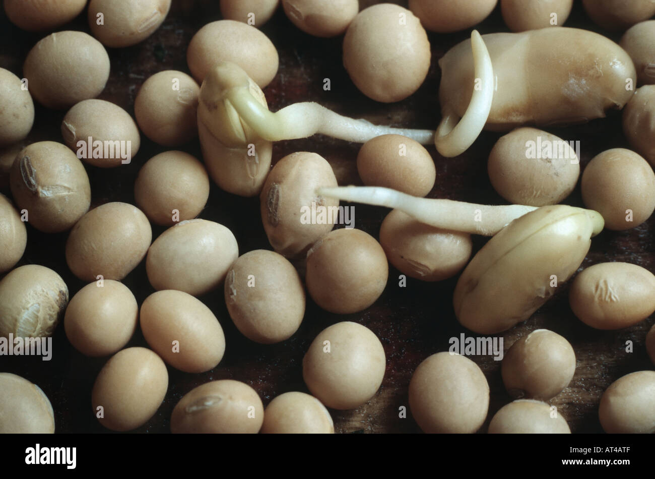 soybean, soy bean (Glycine max), seeds Stock Photo - Alamy