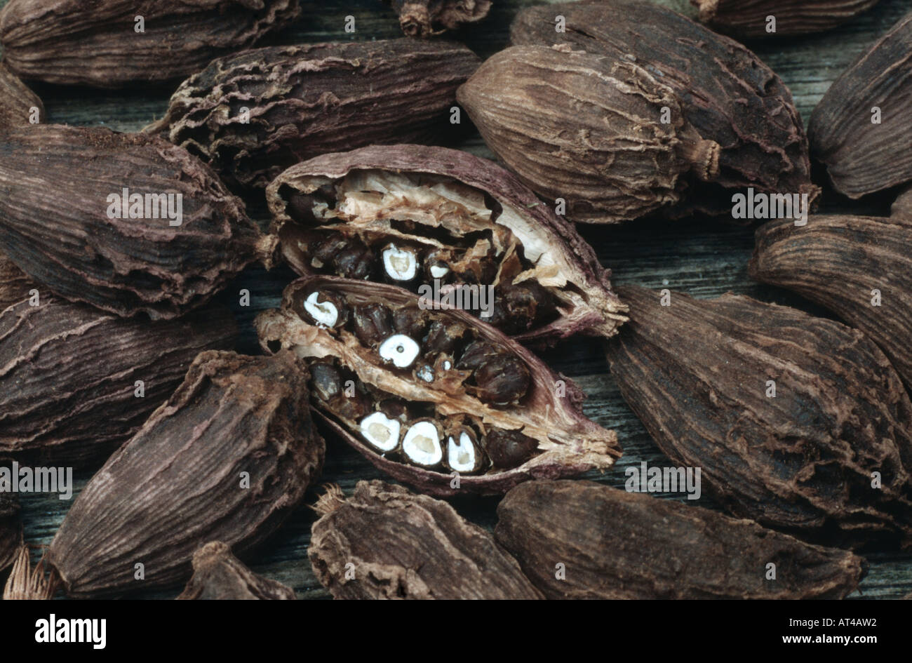 cardamon, bengal cardamoms (Amomum subulatum), capsules, opened Stock ...