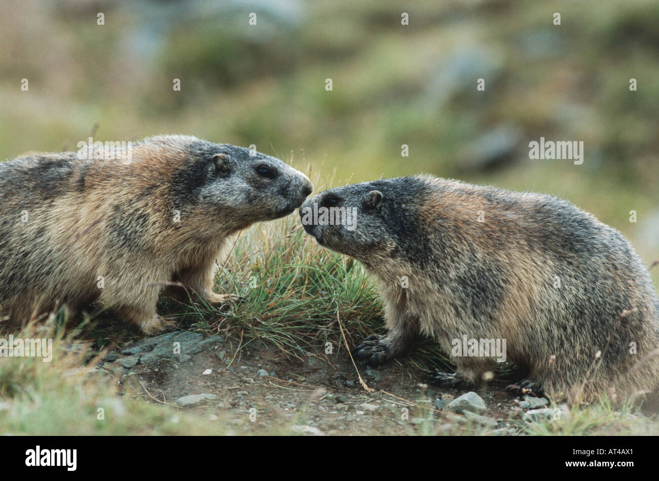 alpine marmot (Marmota marmota), two animals sniffing at each other, Austria, Grossglockner ...