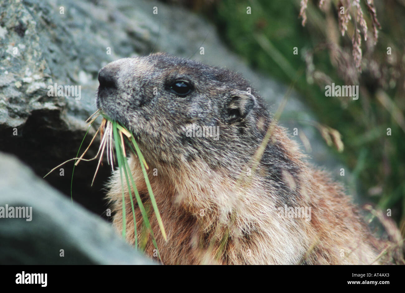 alpine marmot (Marmota marmota), feeding Stock Photo - Alamy