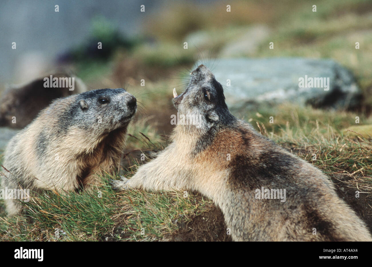 alpine marmot (Marmota marmota), threatening gesture Stock Photo - Alamy