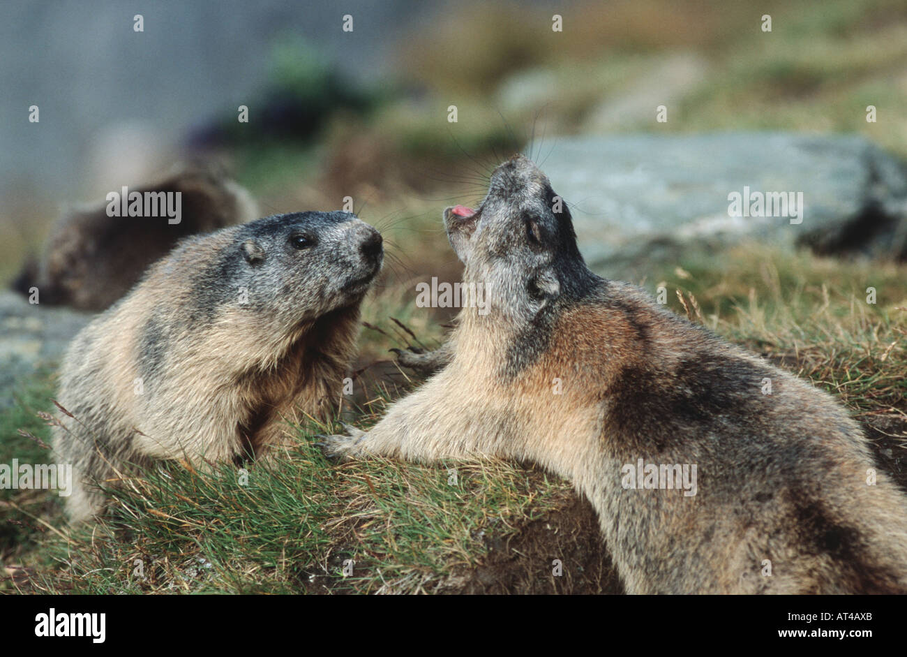alpine marmot (Marmota marmota), threatening gesture Stock Photo - Alamy