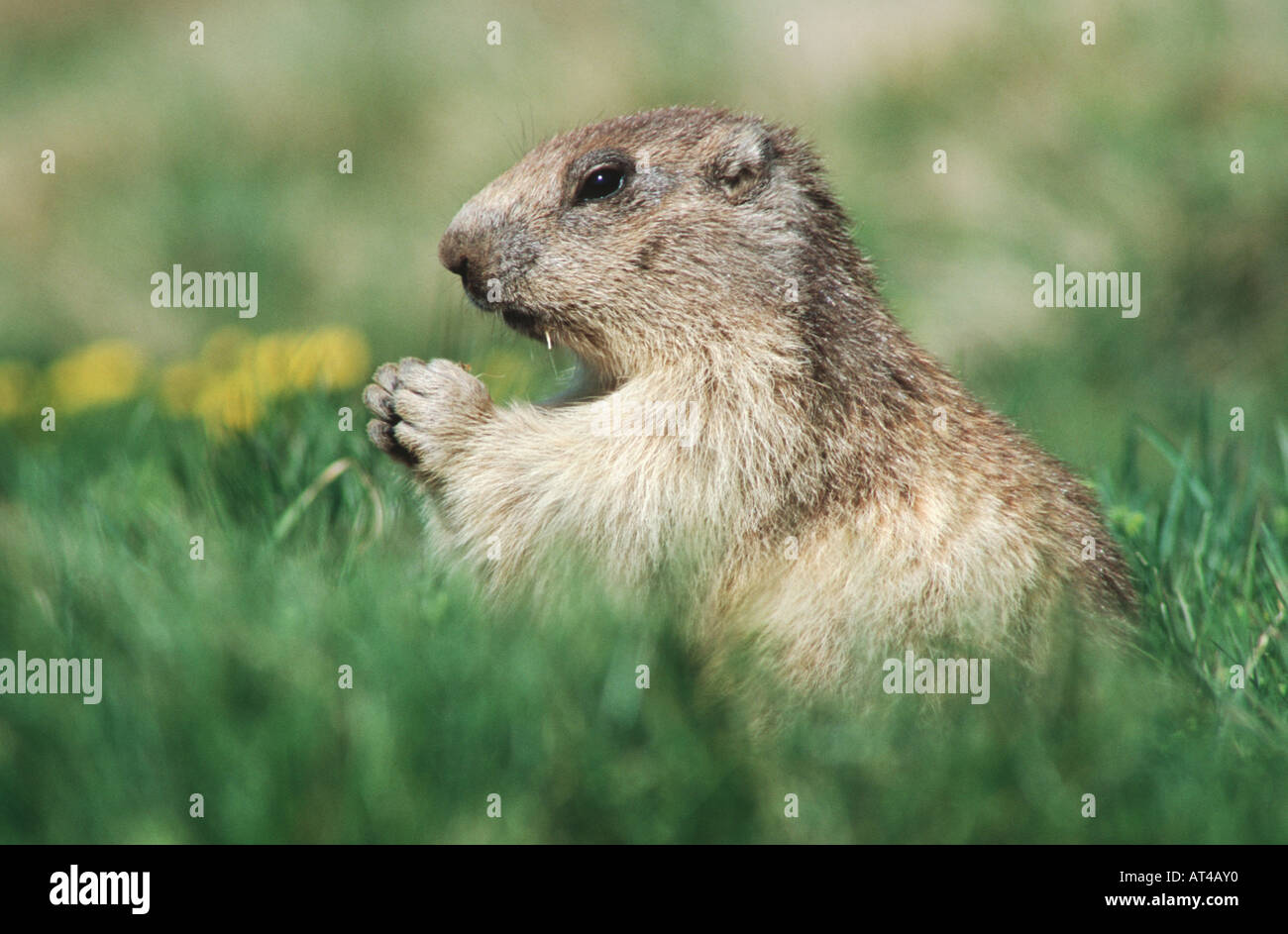 alpine marmot (Marmota marmota), feeding in the grass, Austria ...