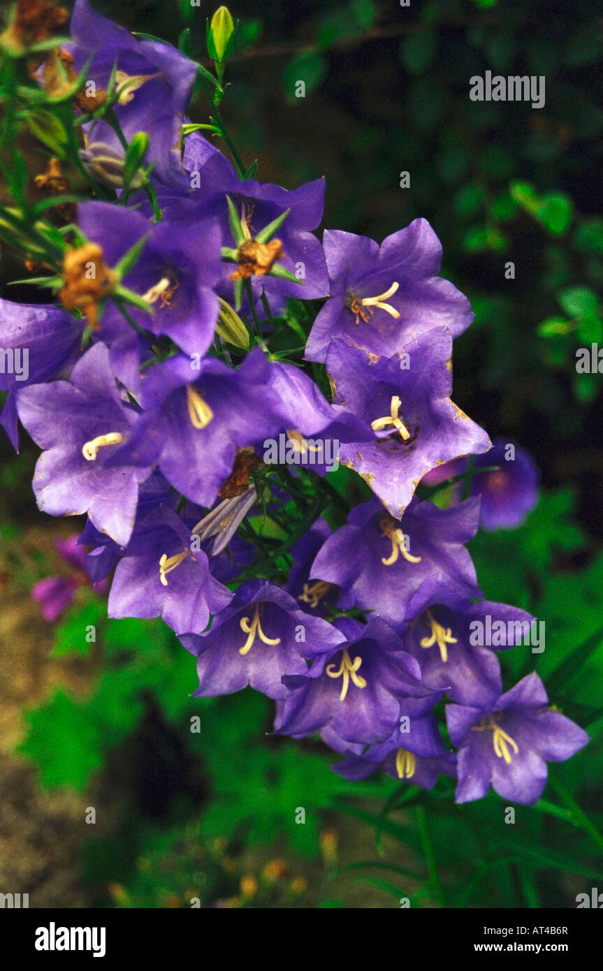 Belleflower hi-res stock photography and images - Alamy