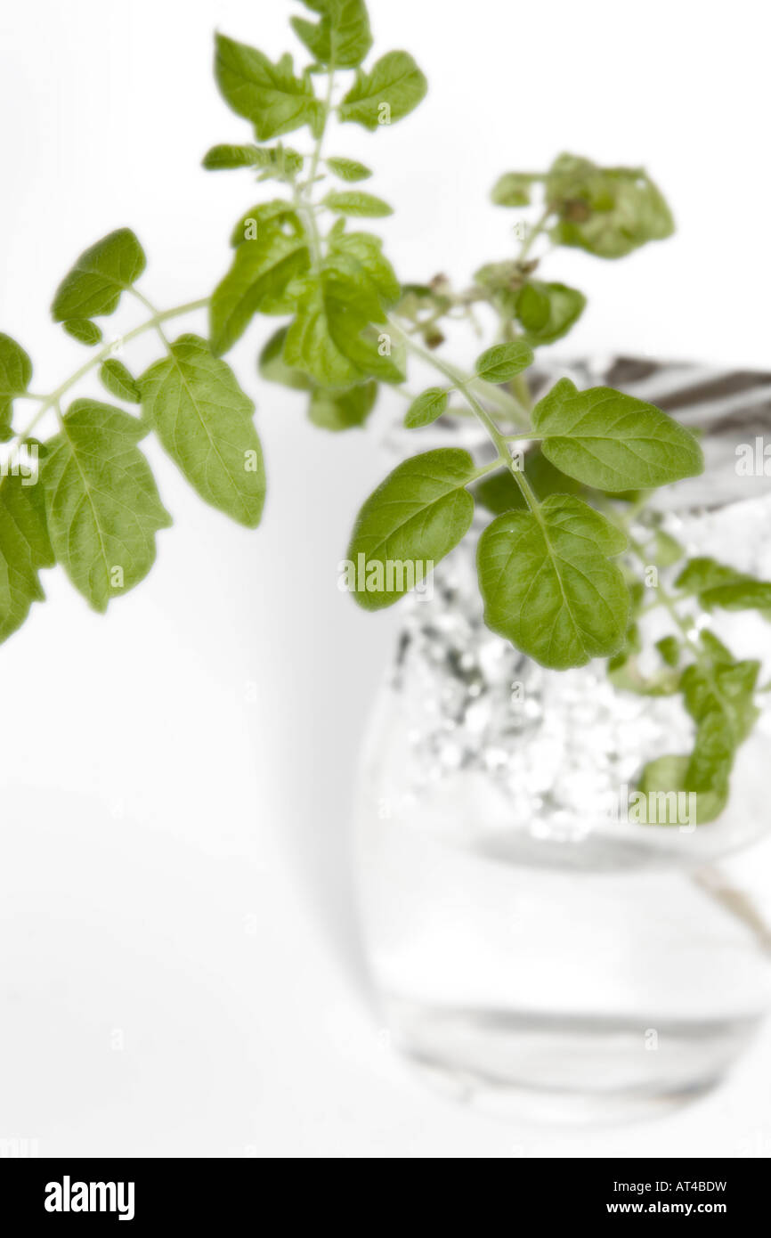 Cultivate plant Cut Out Stock Images & Pictures - Alamy