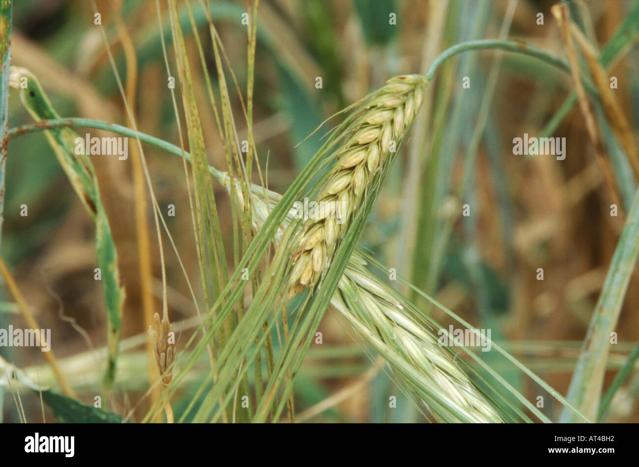 Wild Barley (Hordeum spontaneum), spikes Stock Photo - Alamy