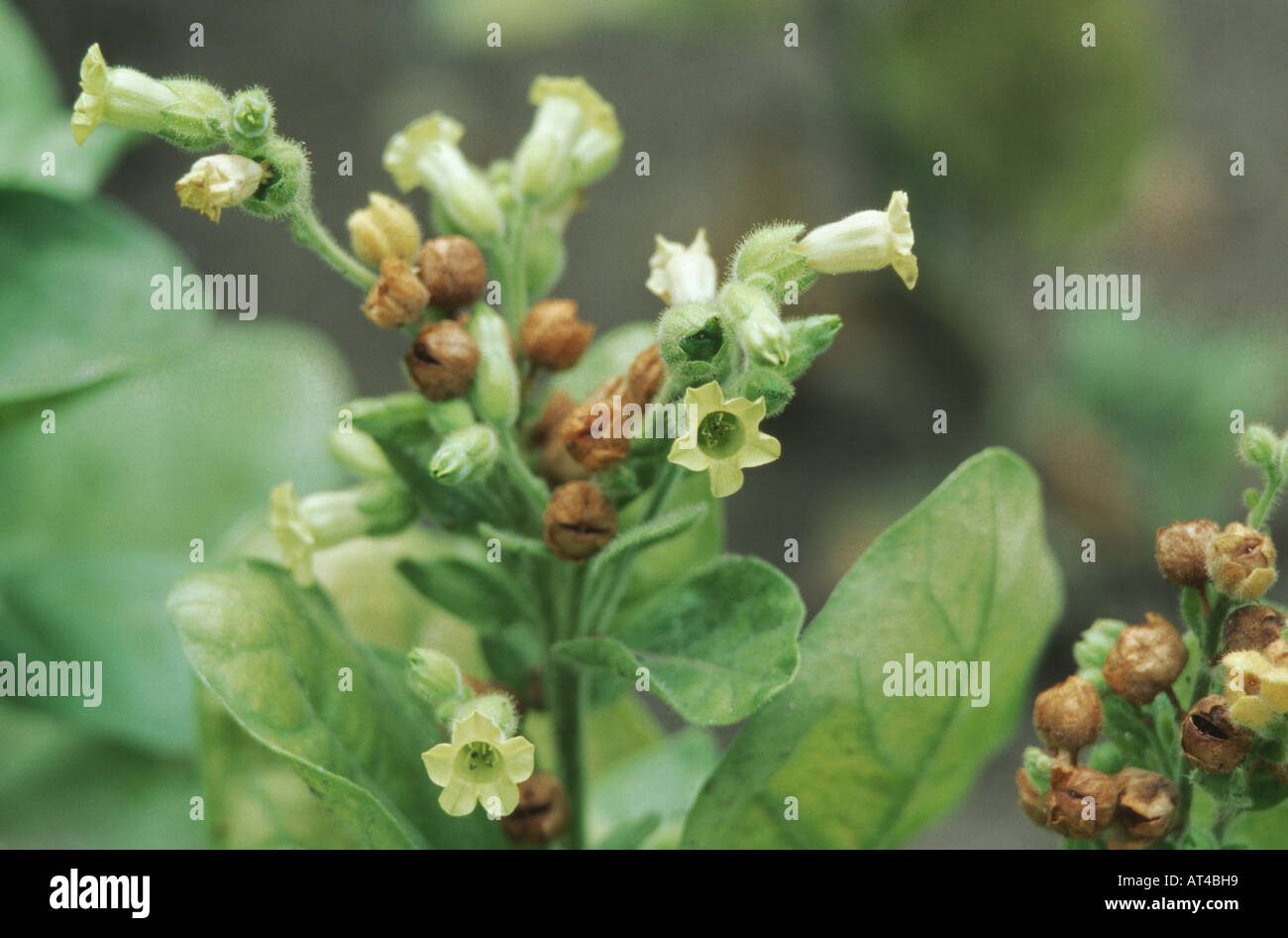 Nicotiana rustica hi-res stock photography and images - Alamy